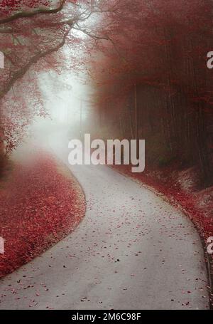 Endless road through a misty forest Stock Photo - Alamy