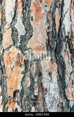 Natural structure of the bark of a pine tree. Highly detailed tree bark ...