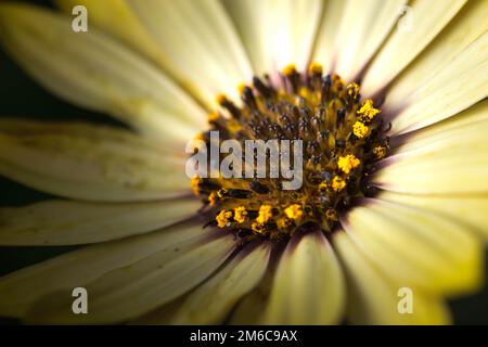 A closeup of a pretty yellow daisy in a garden Stock Photo - Alamy