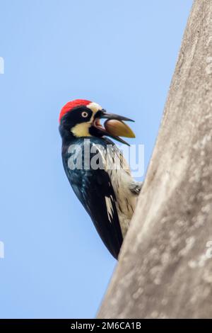 The Acorn Woodpicker Picking Tree Trunk for Acorn Stock Photo - Alamy