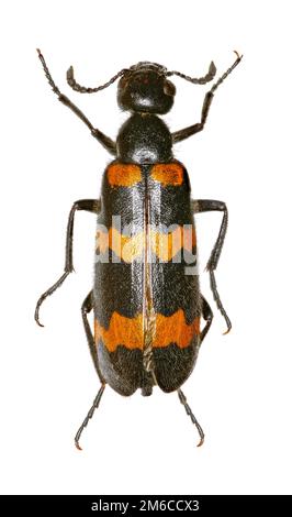 Blister beetle (Mylabris variabilis, Meloidae) on the flowers of an ...