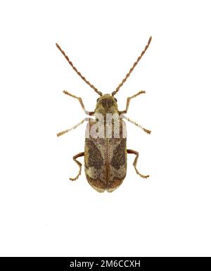 Death-watch beetle (Ptinomorphus imperialis, Hedobia imperialis), sits ...