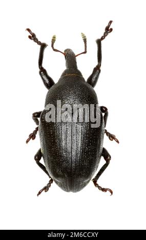 True Weevil Larinus on white Background - Larinus (Phyllonomeus ...