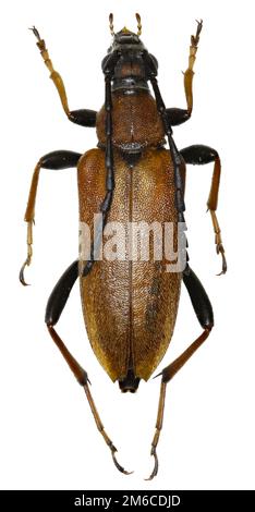 stictoleptura rubra longhorn red insect bug nature natural wild ...