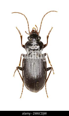 European Gazelle Beetle (Nebria brevicollis Stock Photo - Alamy