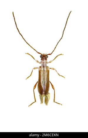 Brown Longhorn Beetle (Obrium brunneum), side view, Germany, Baden ...