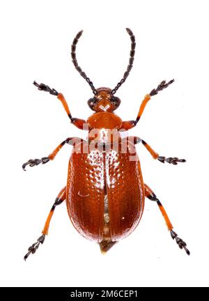 Shining Leaf Beetle on white Background - Lilioceris merdigera ...