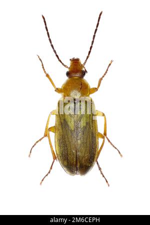 Sulphur Beetle on white Background - Cteniopus sulphureus (Linnaeus ...