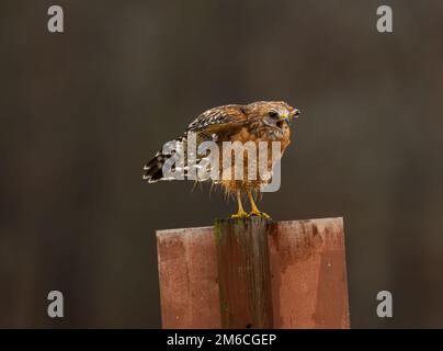 A sad Red-shouldered Hawk standing on metal pole with blur background ...