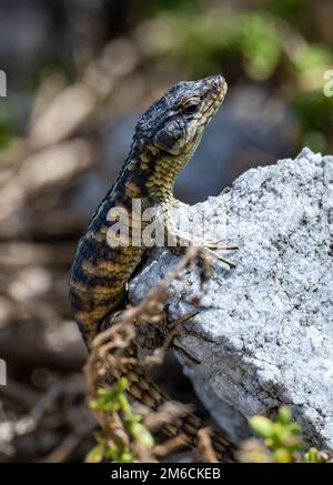 Cape Girdled Lizard (Cordylus cordylus Stock Photo - Alamy