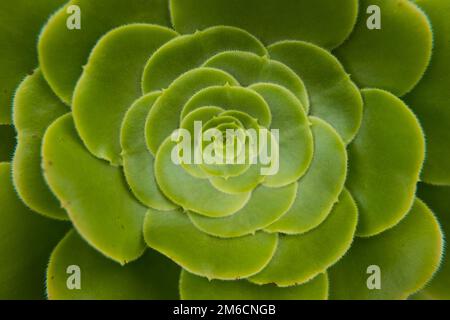 Nature wallpaper background of fat plant. Close-up texture photo. No ...