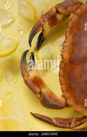 Crab boiled and lemons in ice on a yellow background.Seafood species ...