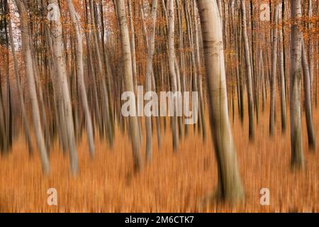 Beech forest in autumn. Abstract background Stock Photo - Alamy