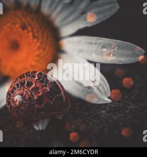 Daisy with snail Stock Photo - Alamy