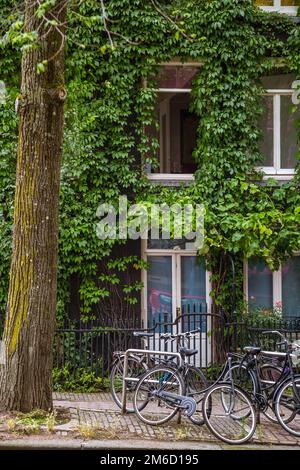 Bicycles in front of garden wall including ladies pink bike with large ...