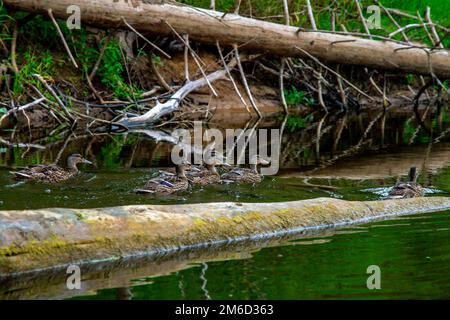 Closeup of ducks swimming in a river Stock Photo - Alamy