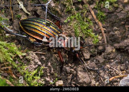 Shiny goldsmith beetle in forest claws and face Stock Photo - Alamy