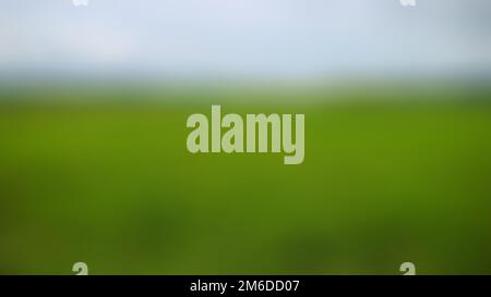 blurred cows in the middle of the rice field Stock Photo - Alamy