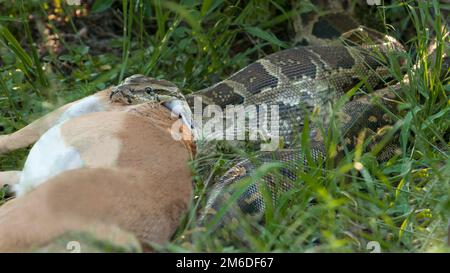 Python snake eating large prey Stock Photo - Alamy