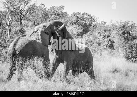 Two big male Elephants playing in the Welgevonden game reserve, South ...