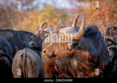 Side profile of an African buffalo Stock Photo - Alamy