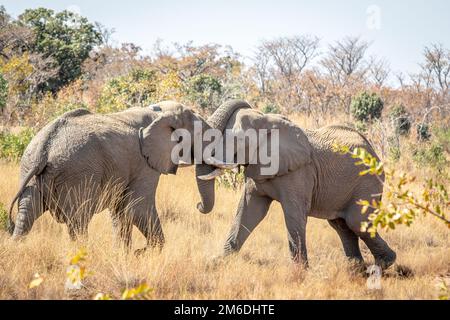 Two big male Elephants playing in the Welgevonden game reserve, South ...