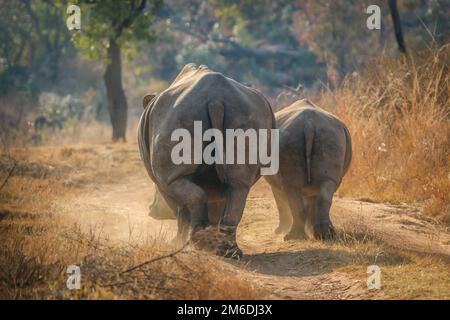 White rhinos walking on the road Stock Photo - Alamy