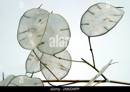 Leaf sheets of an Annual Honesty Stock Photo - Alamy