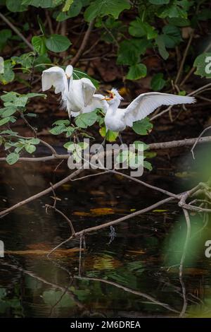 Adult Little Egret loading fresh fish into the wide gaping bill of a ...