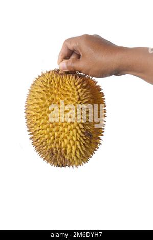 Elai, tropical fruits like durian fruit Stock Photo - Alamy
