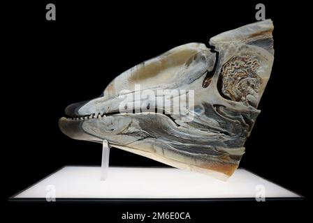 Sagittal plane.Cranial anatomy of the Tursiops truncatus.Common ...
