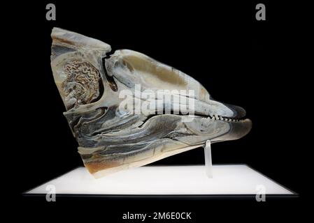 Sagittal plane.Cranial anatomy of the Tursiops truncatus.Common ...