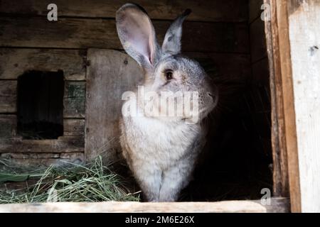 Old rabbit in the cage. Growing domestic rabbits in the garden Stock ...