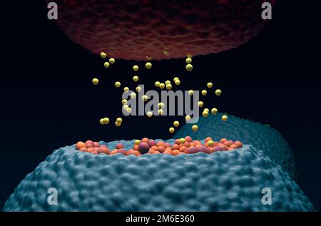Postsynaptic neuron receptors (dendrite) receive emitted ...