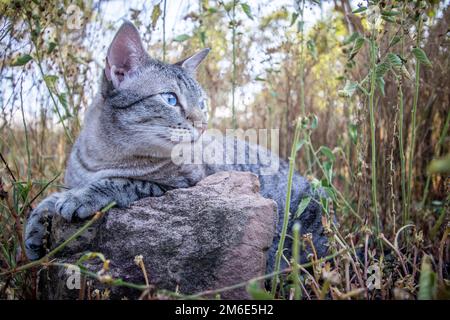 Blue-eyed cat laying in the grass Stock Photo - Alamy