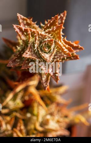Aloe squarrosa, a species of succulent flowering plant in the ...