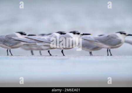 Sandwich Tern (Thalasseus sandvicensis) flock on a sandy beach, one ...