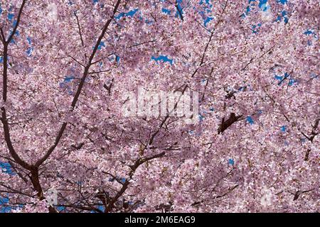 Prunus x yedoensis Awanui Hybrid Yoshino Cherry Quite possibly the most ...