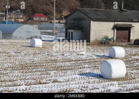Marshmallow-like wrapped bales of hay on winter rice fields, in Korean ...