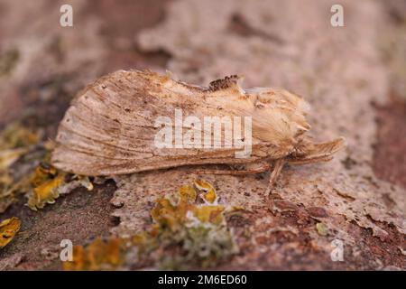 Natural closeup on the pale prominent moth, Pterostoma palpina sitting ...
