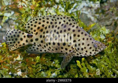 Panther Grouper fish (Cromileptes altivelis) or Humpback Grouper Stock ...
