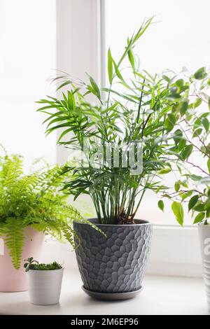 Fern nephrolepsis, ficus, succulents and palm Hamedorea Stock Photo - Alamy