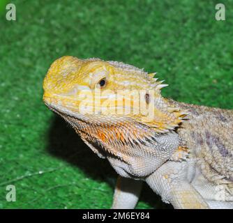 Bearded agama (Latin. Pogona vitticeps), or bearded lizard - a species ...
