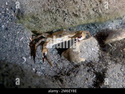 A Swimming Crab (Portunidae) in Florida, USA Stock Photo - Alamy