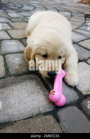 Golden Retriever puppy with a bone shaped chew toy Stock Photo - Alamy