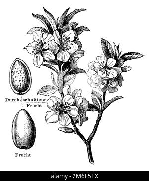 almond tree Prunus dulcis Syn. Prunus amygdalus, (botany book, 1909 ...