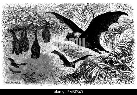 Black-eared flying fox, Pteropus melanotus a, spectral bat, Vampyrum ...