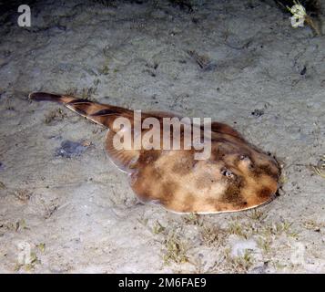 A Lesser Electric Ray (Narcine brasiliensis) in Florida, USA Stock ...