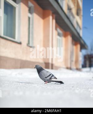 Beautiful pigeons sit in the snow in the city park in winter Stock ...