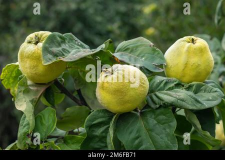 Ripe yellow quince fruits grow on quince tree with green foliage in ...